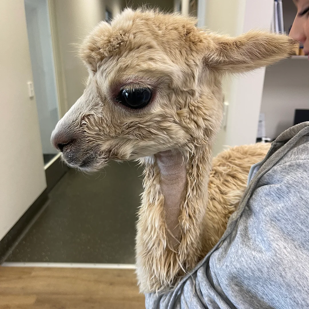 Pain Management & Pet Rehabilitation in Moss Vale | Southern Highlands ...